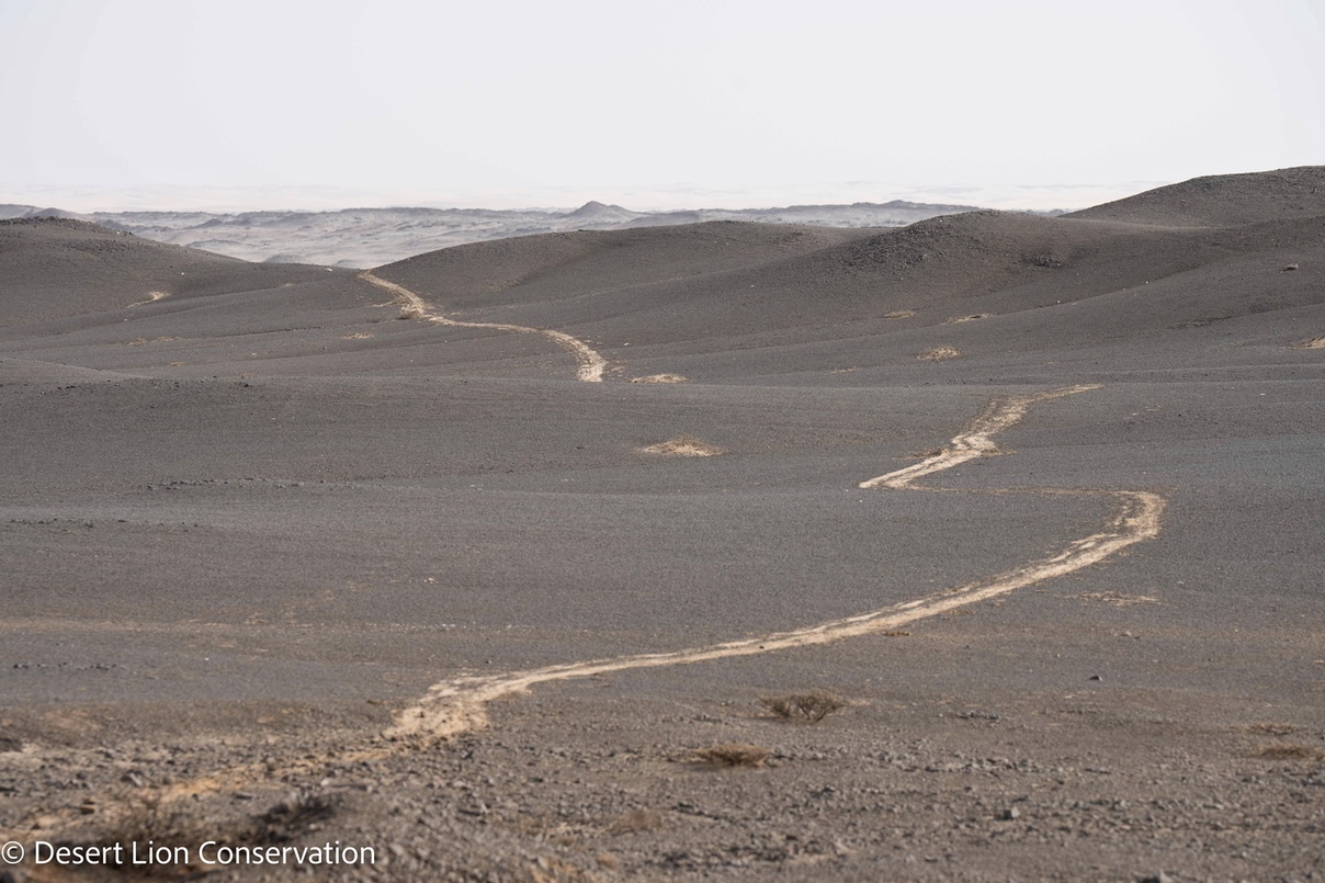 Lioness at Torra Bay - Lions of the Skeleton Coast - news - Desert Lion ...