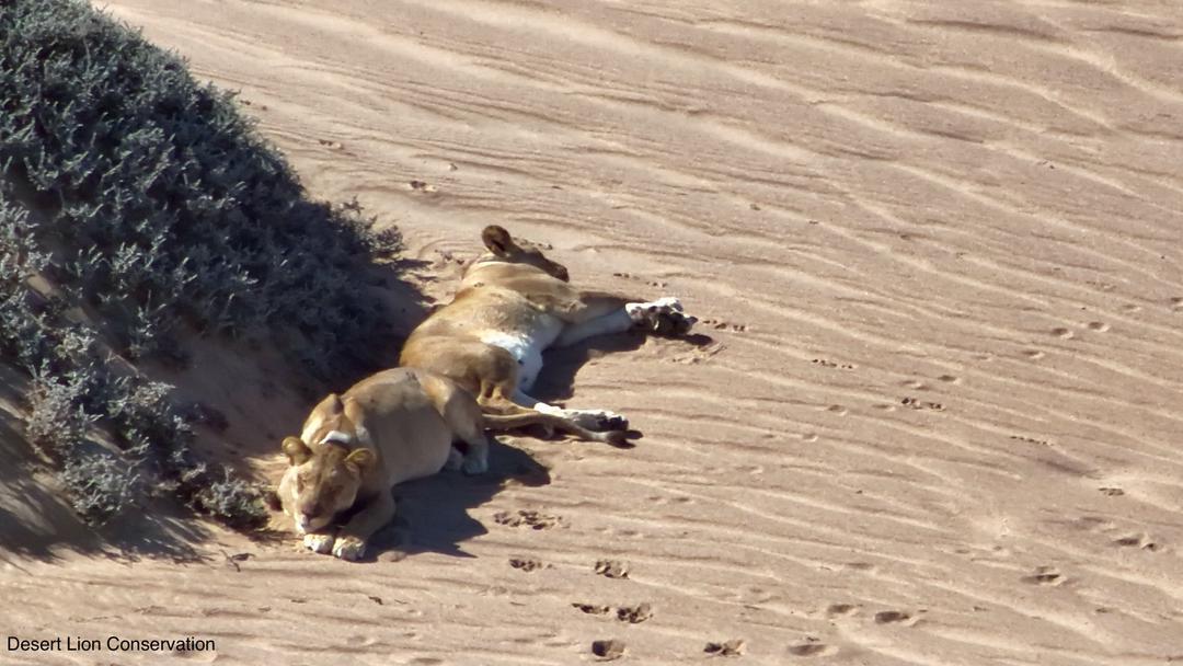 skeleton coast lion attack