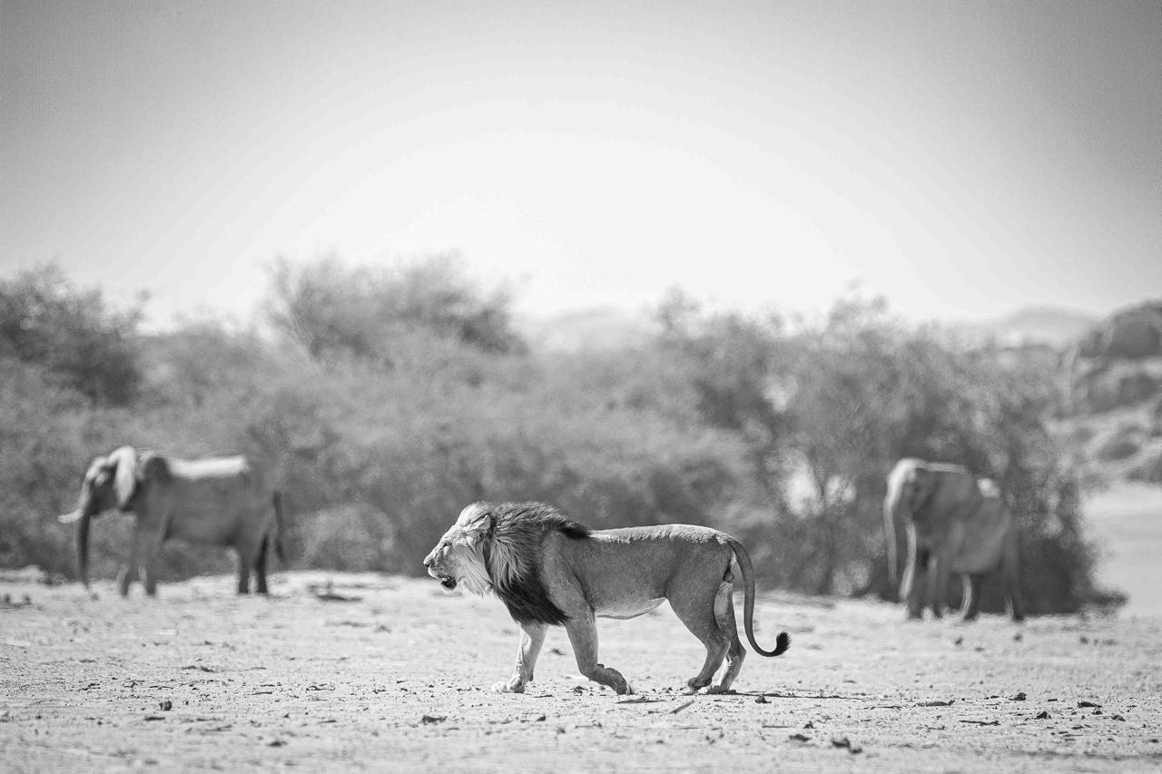 skeleton coast lion attack