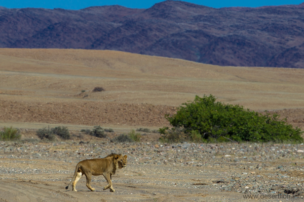 NW Human-lion Conflict Management Plan - Desert Lion Conservation ...