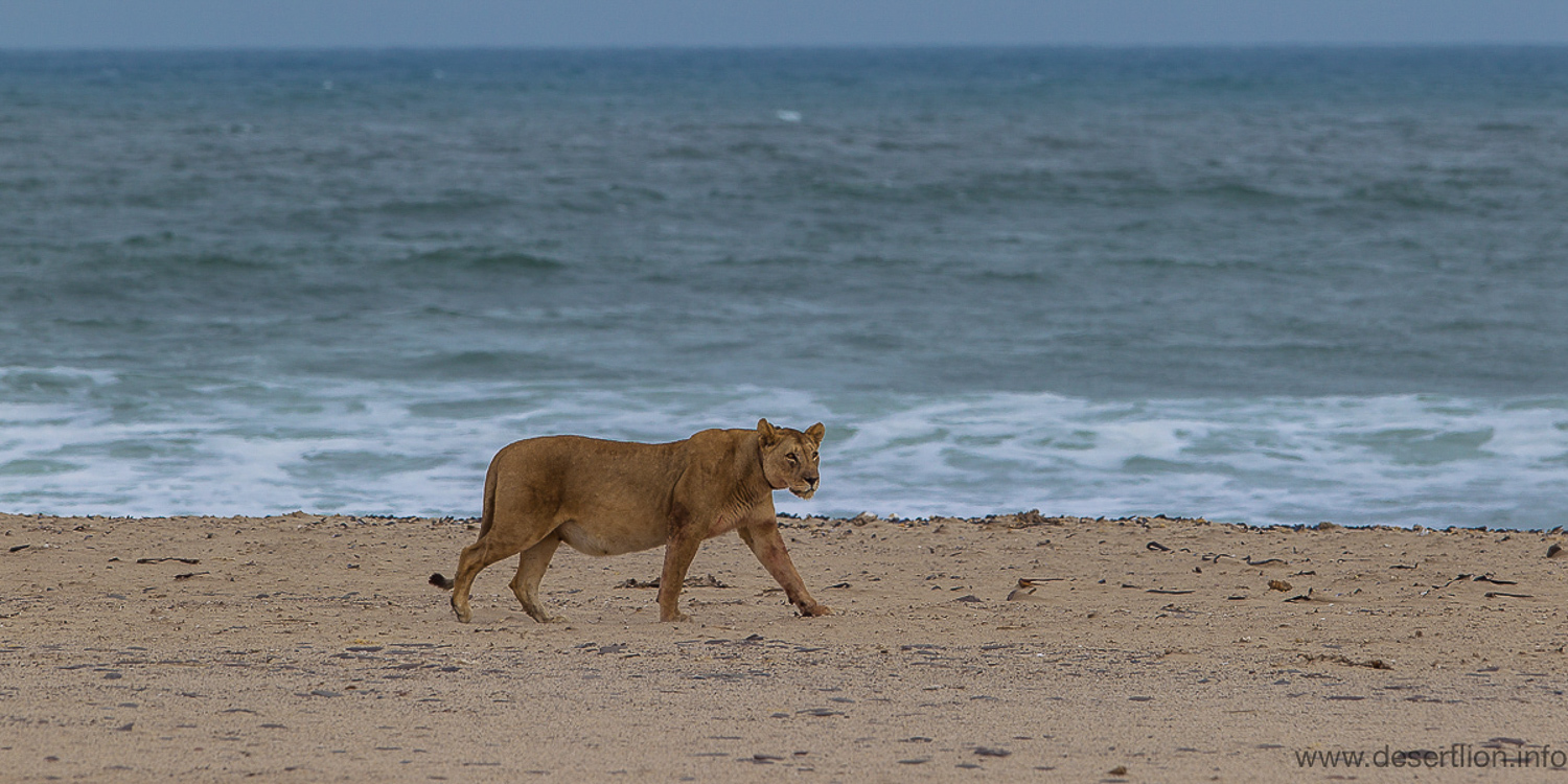 Desert Lion Conservation - www.desertlion.info - Desert Lion Conservation