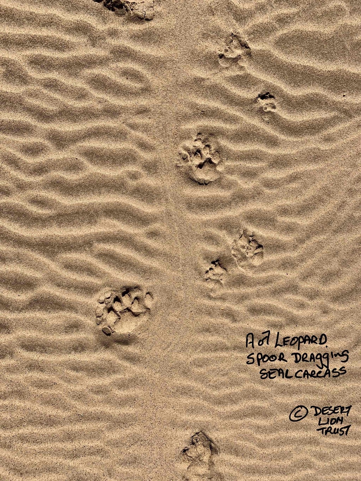 Leopard kills Cape fur seals - Overview - Desert Lion Conservation Trust