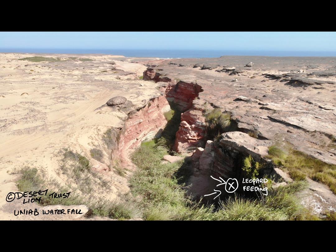 Leopard kills Cape fur seals - Lions of the Skeleton Coast - news ...